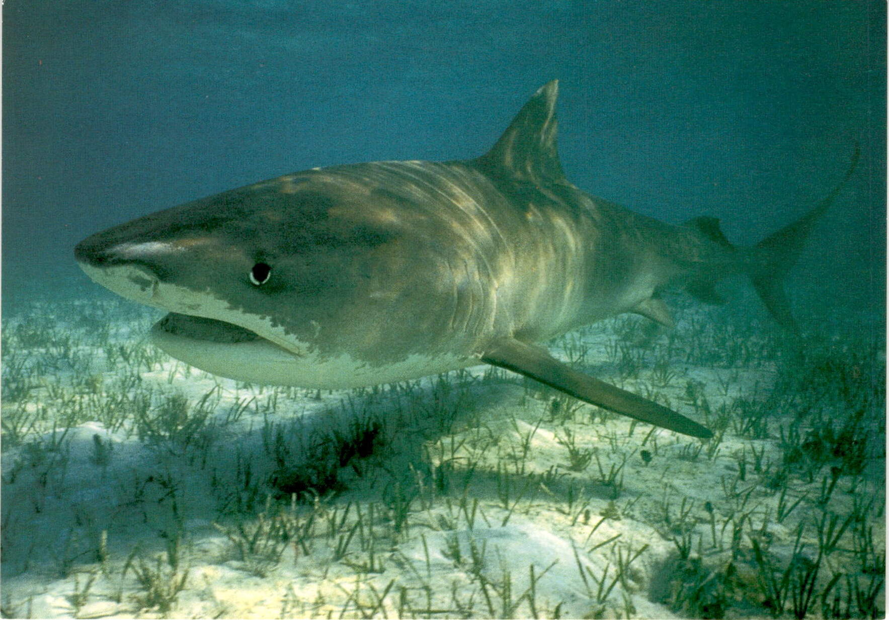 Tiger Shark long line fishing nets largest shark species marine ecosyst ...